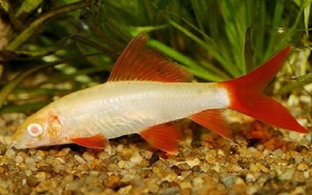 Labeo frenatus Albino labeo M - Algeneters - Jarathana