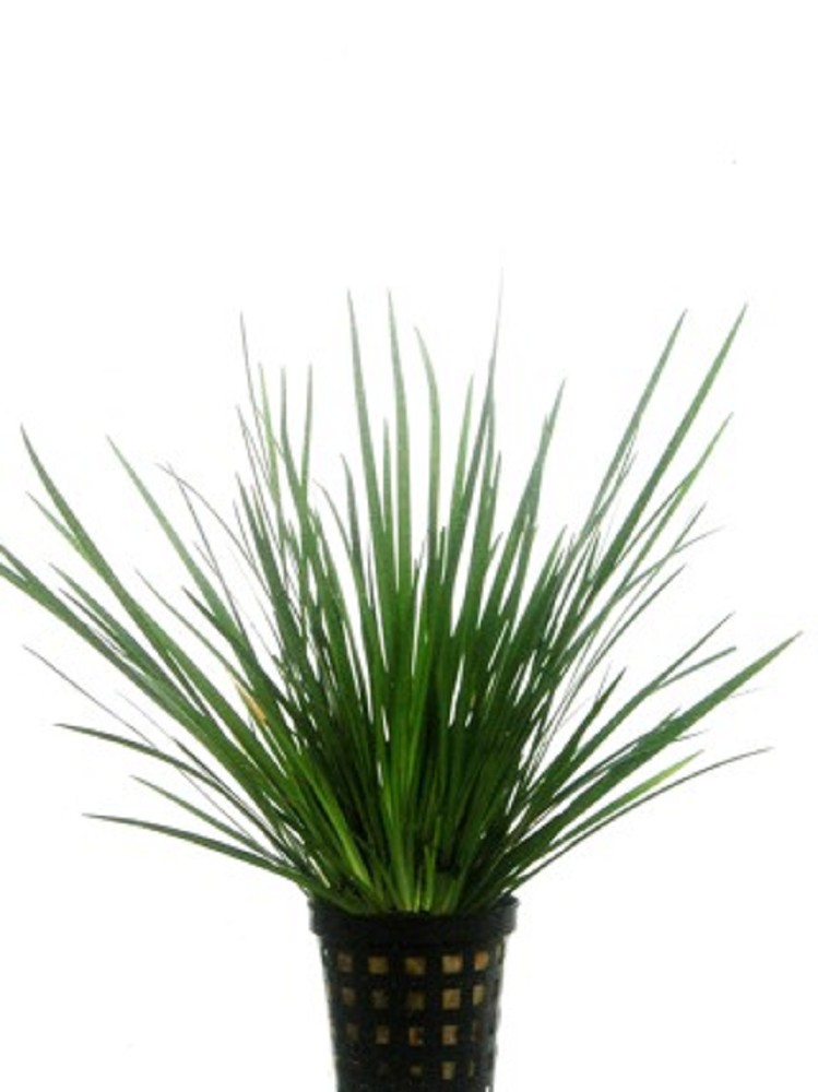 Acorus gramineus pussilus pot - Voorgrond - Jarathana