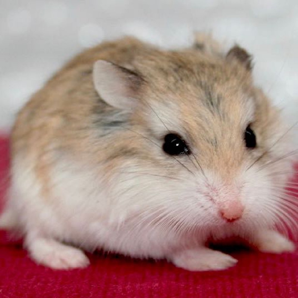 Robo Dwarf Hamster Female