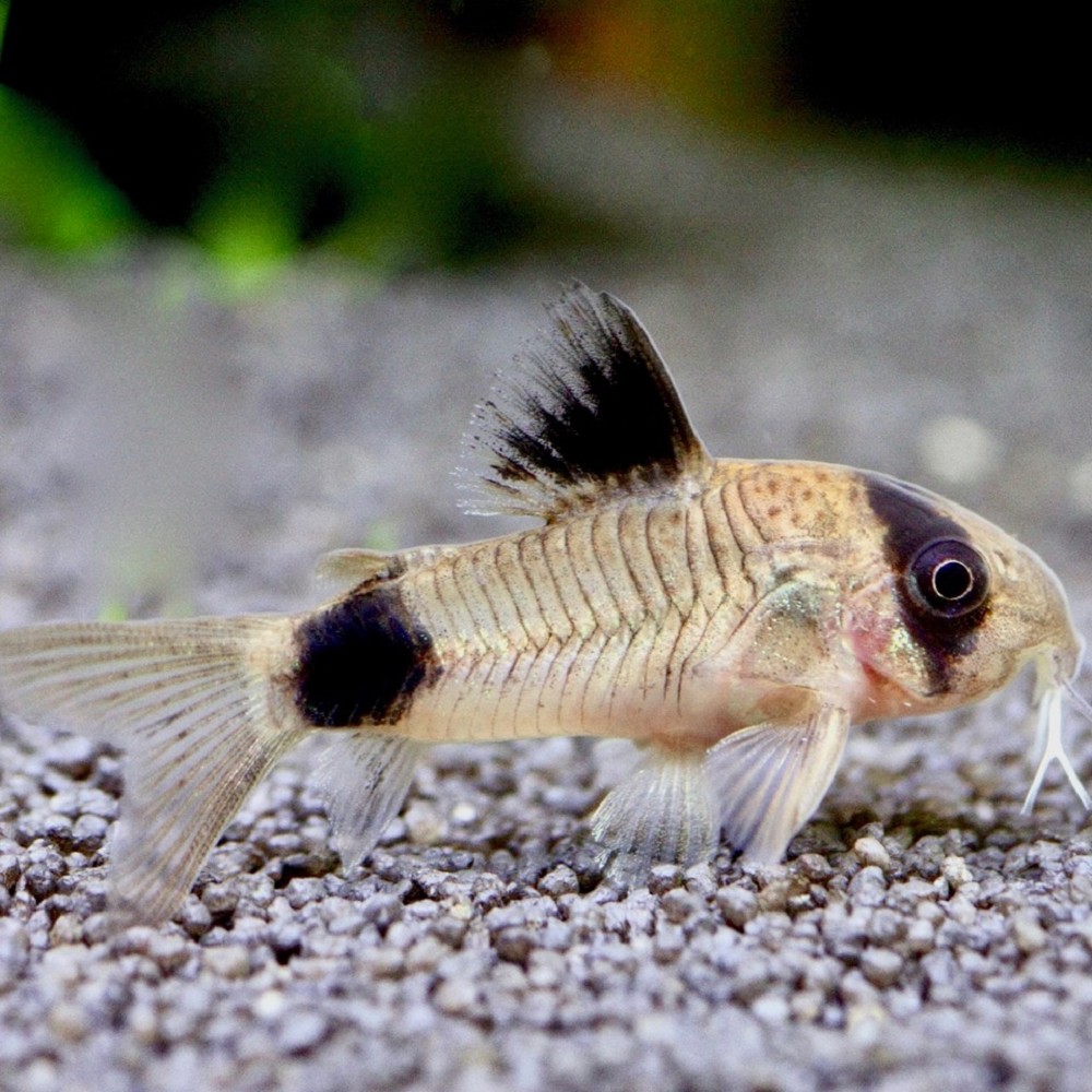 Corydoras panda - Pandapanzerwels M - Bodemvissen - Jarathana