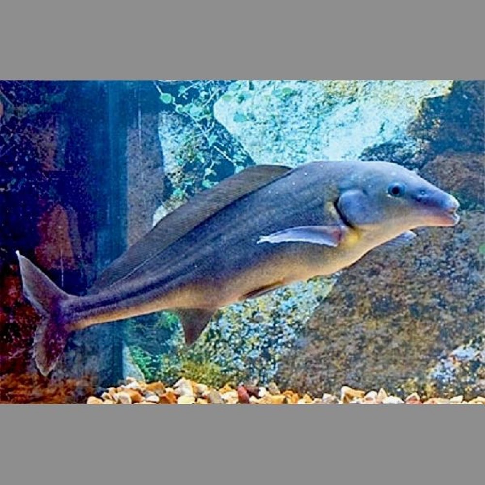 Mormyrus longirostris- Baby dolfijn SM - Showvissen - Jarathana