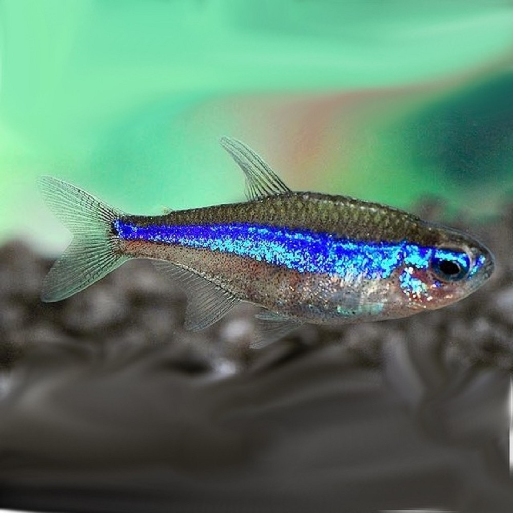 Paracheirodon simulans Blauwe neon M - Tetra-Zalmen - Jarathana