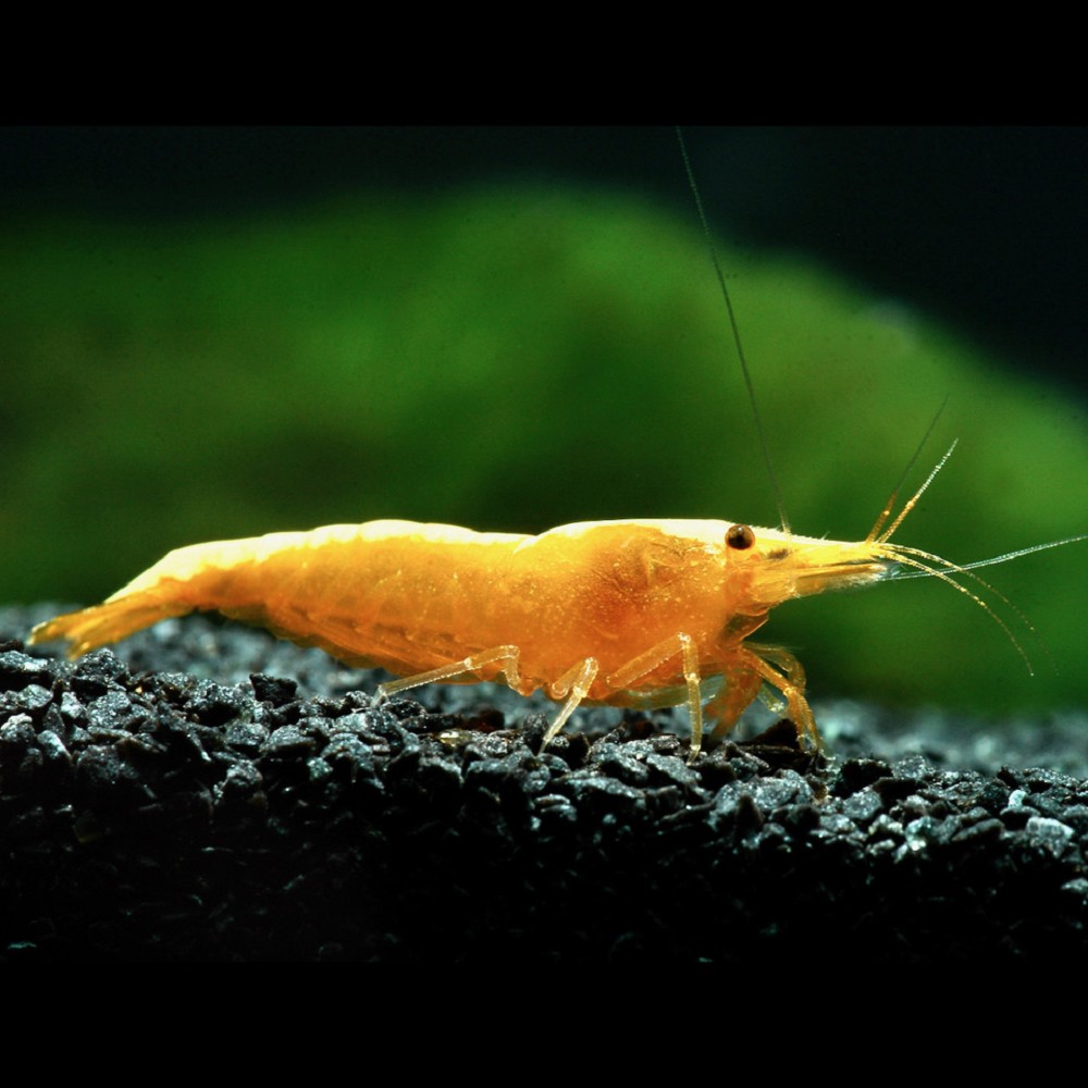 Neocaridina sp.yellow fire shrimp - Krabben-Kreeften-Garnalen - Jaratha