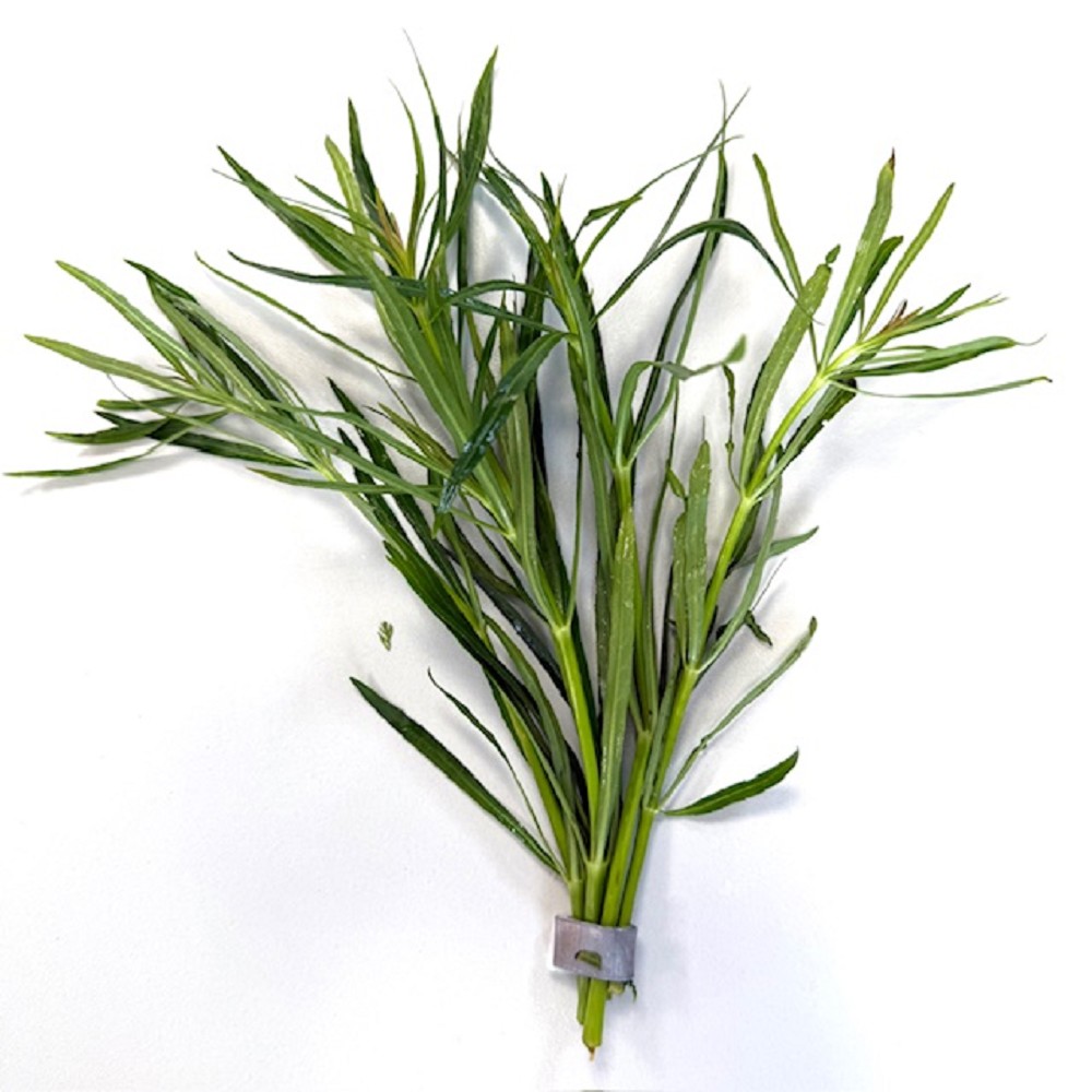 Eustralis stellata grob - Sternpflanze - Planten in bundel - Jarathana