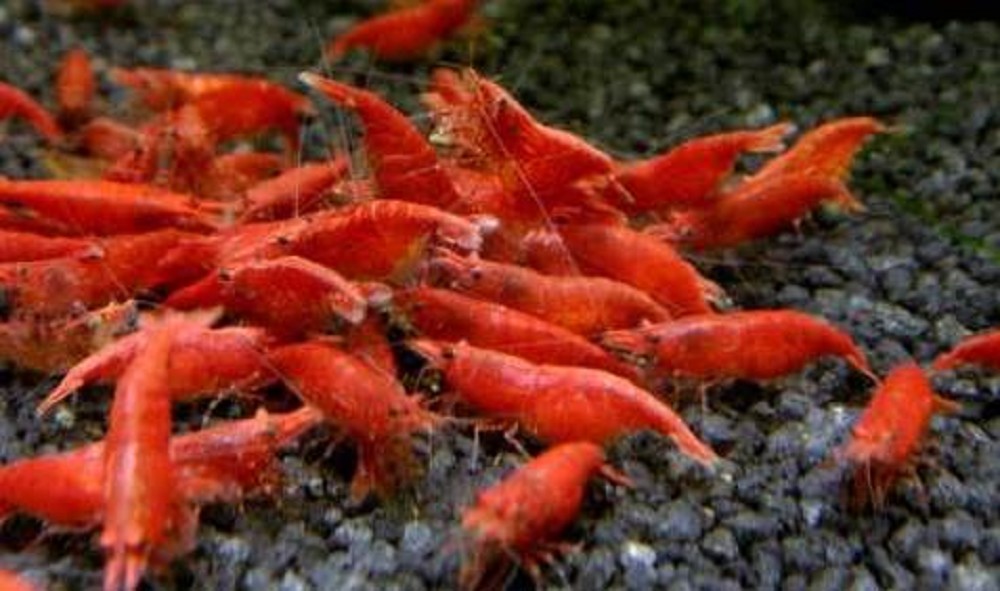 Neocaridina sp.red sakura garnaal - Garnalen/kreeften - Jarathana