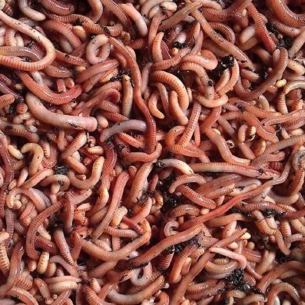 Mestpieren liter bak = 200 gram pieren - Levende reptielvoeders/Aas - J