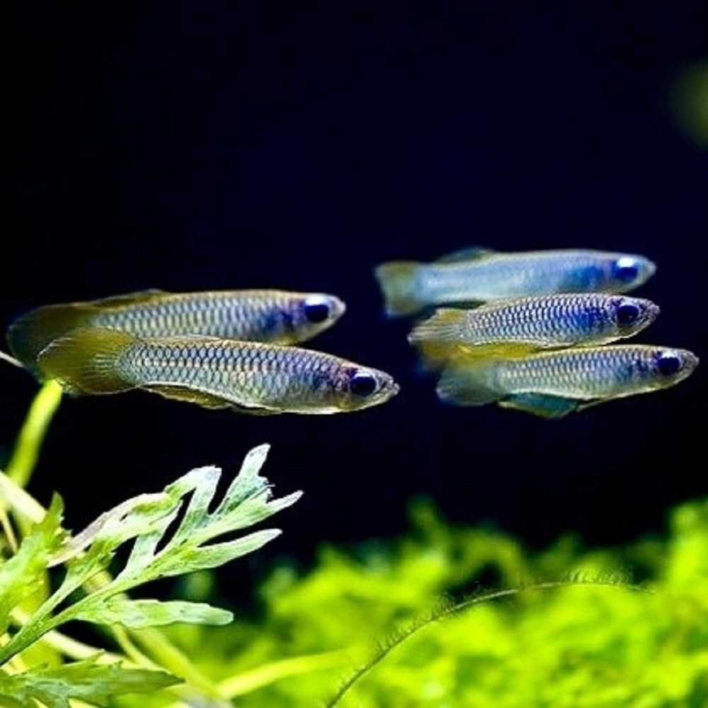 Aplocheilichthys normani - Normans leuchtaugenfisch L - Tandkarpers - J