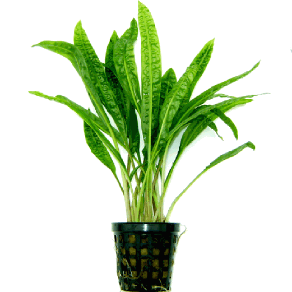 Cryptocoryne / Cryptocoryne: How to Grow Crypts in Your Aquarium | The ...