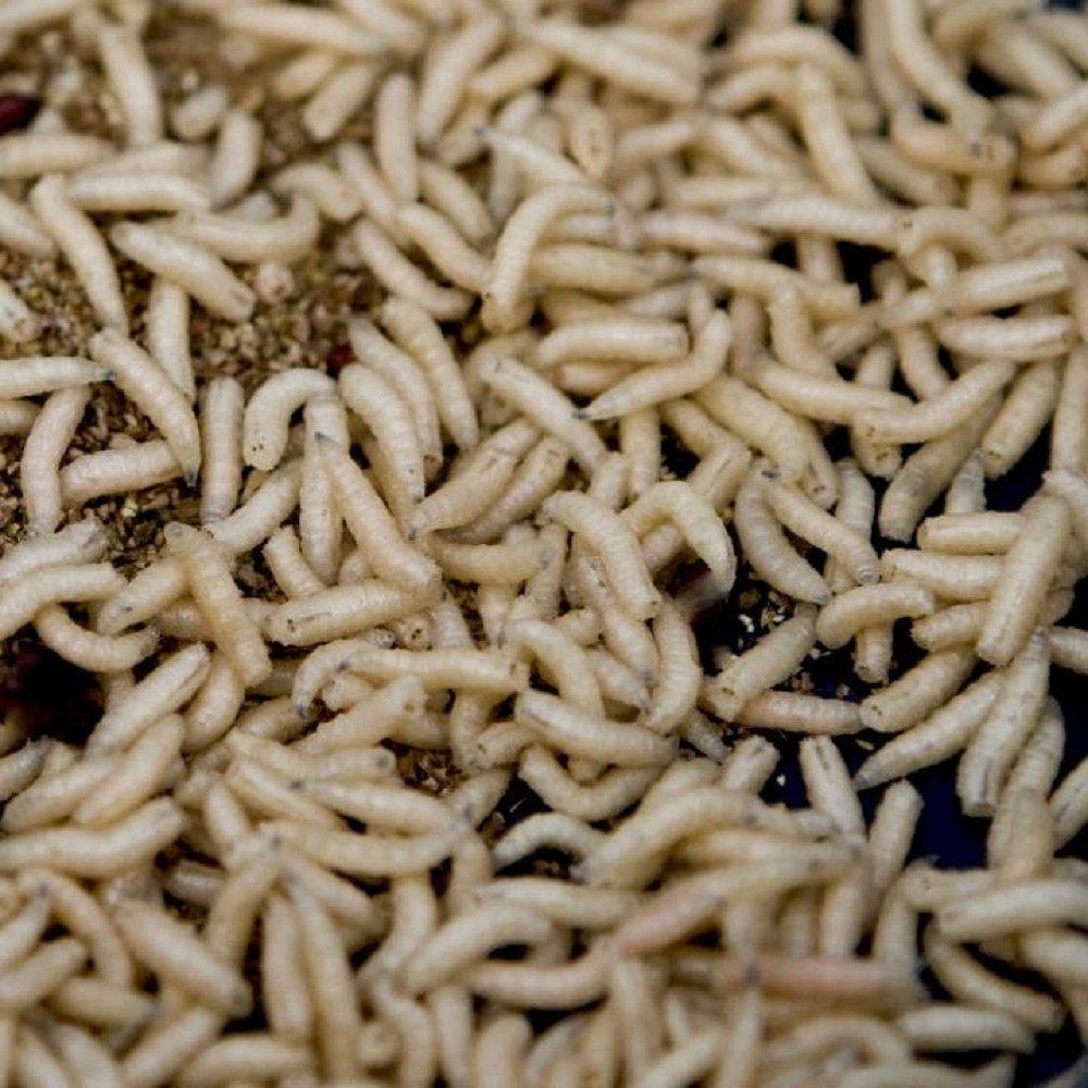 Maden per LITER - Levende reptielvoeders/Aas - Jarathana