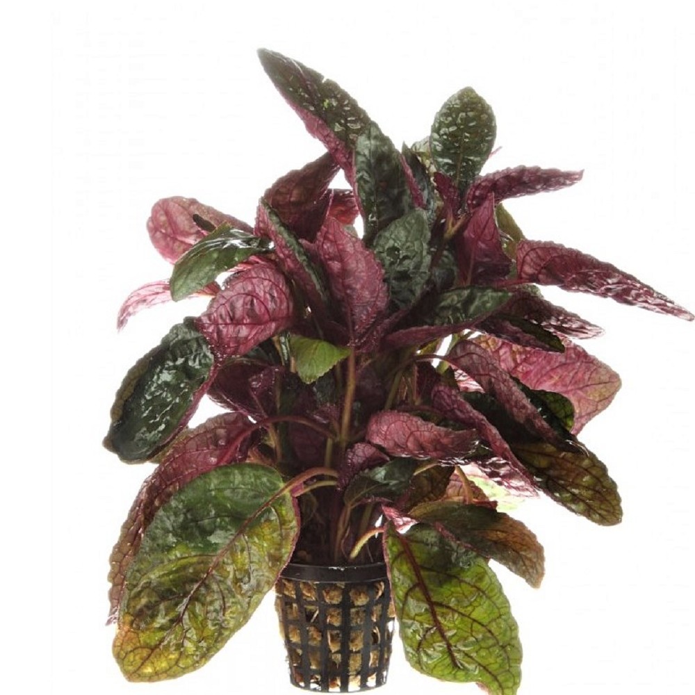 Hemigraphis colorata in pot - Middengrond - Jarathana