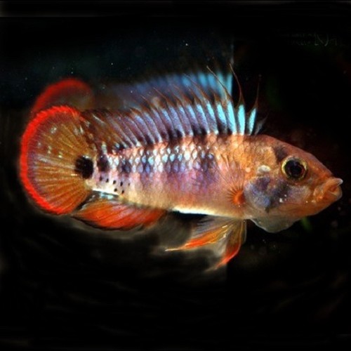 Zwergbuntbarsch | Jarathana