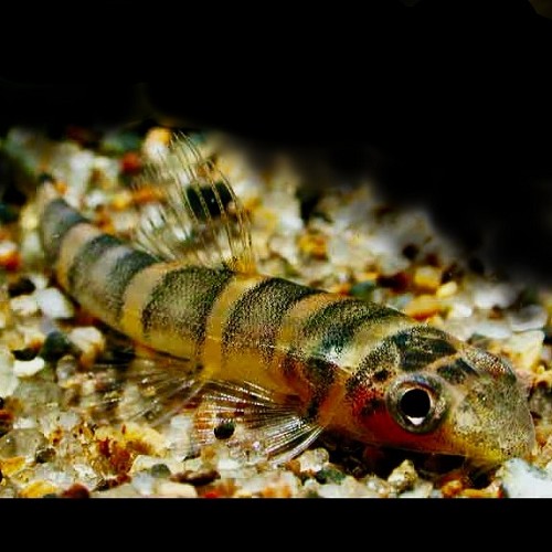 Bodemvissen | Jarathana