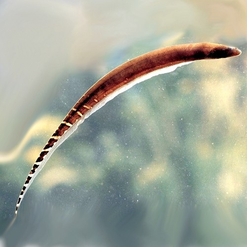 Showvissen | Jarathana