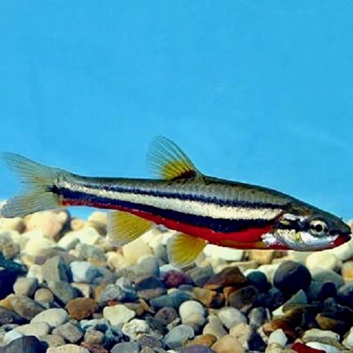 Vijvervissen | Jarathana