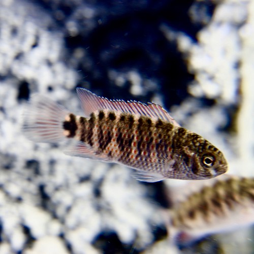 Raubfische | Jarathana