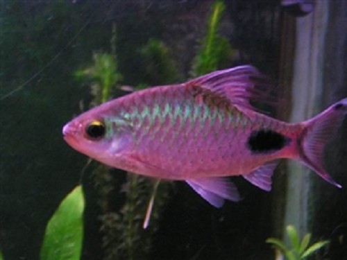 Barbelen | Jarathana