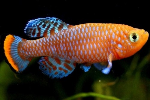 Tandkarpers | Jarathana