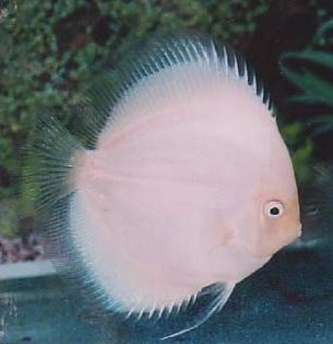 Les Discus | Jarathana