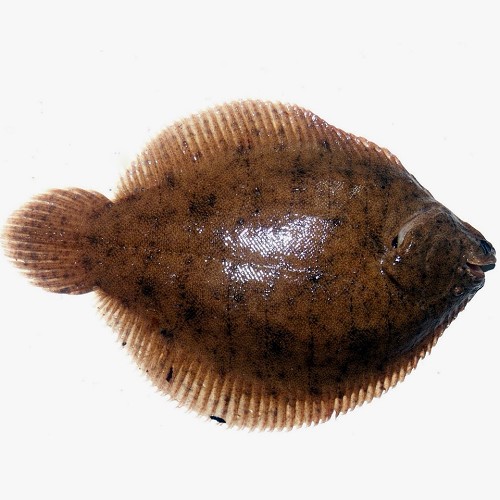 Showvissen | Jarathana