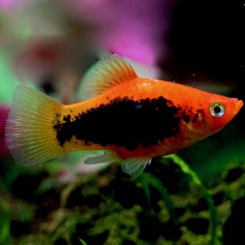 Platies | Jarathana