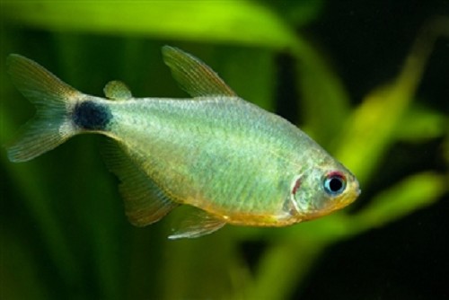 Tetra Zalmen Jarathana