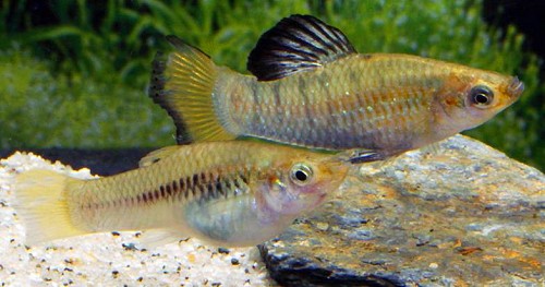 Levendbarend | Jarathana