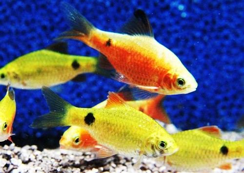 Barbelen | Jarathana