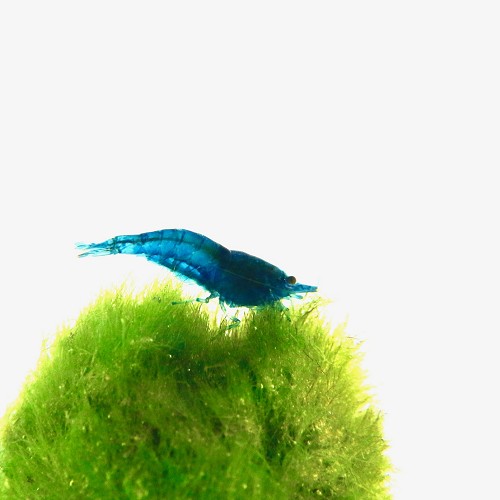 Neocaridina sp.blue diamond shrimp - Garnalen/kreeften - Jarathana