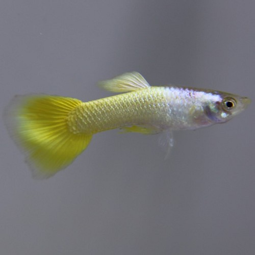 Guppy male German yellow - Guppy man - Jarathana